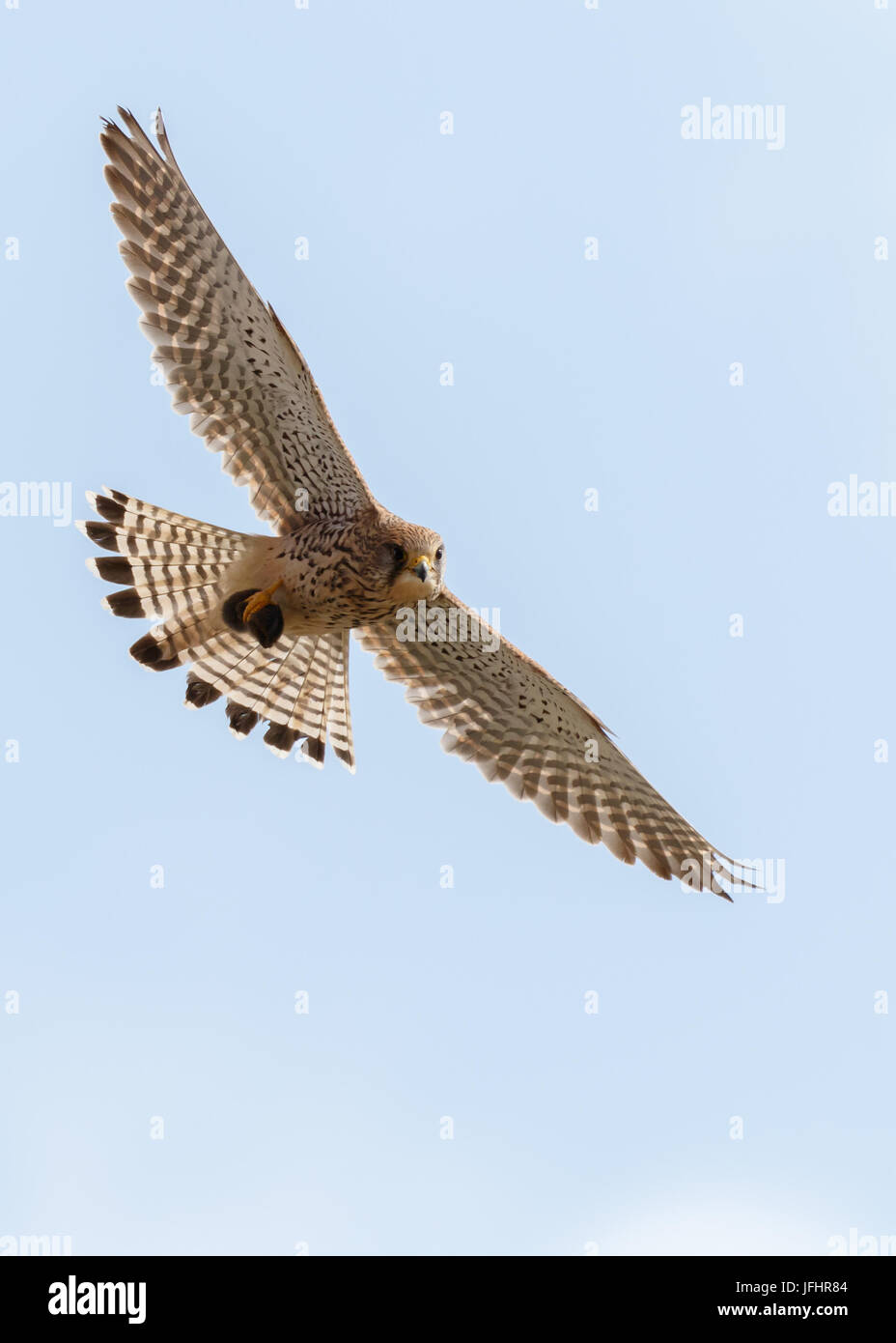 Female Kestrel in flight Stock Photo - Alamy