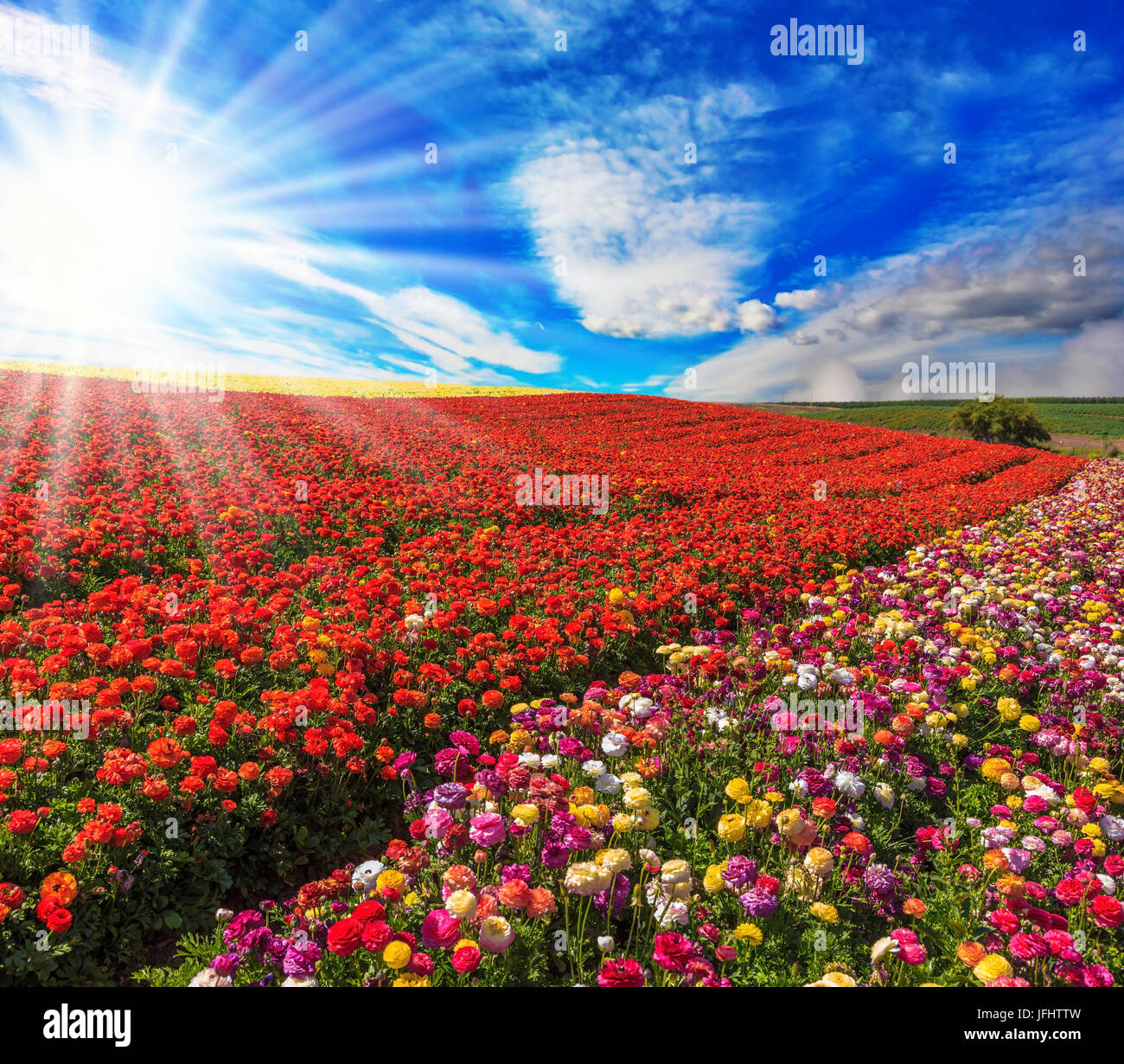 The bright spring sun illuminates field of agriculture Stock Photo - Alamy