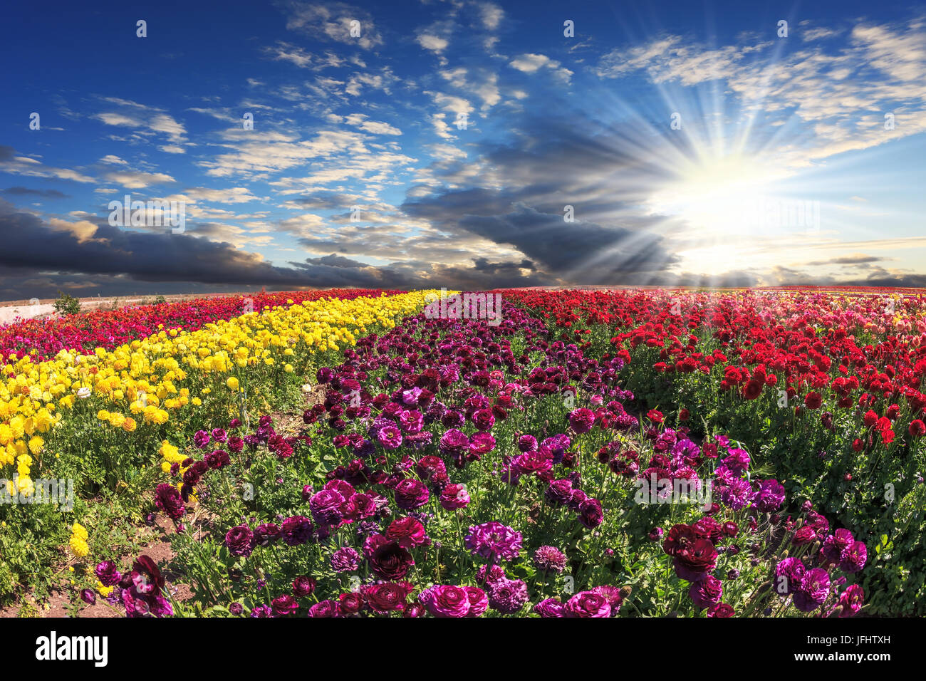 Field of red, yellow and purple garden buttercups Stock Photo - Alamy