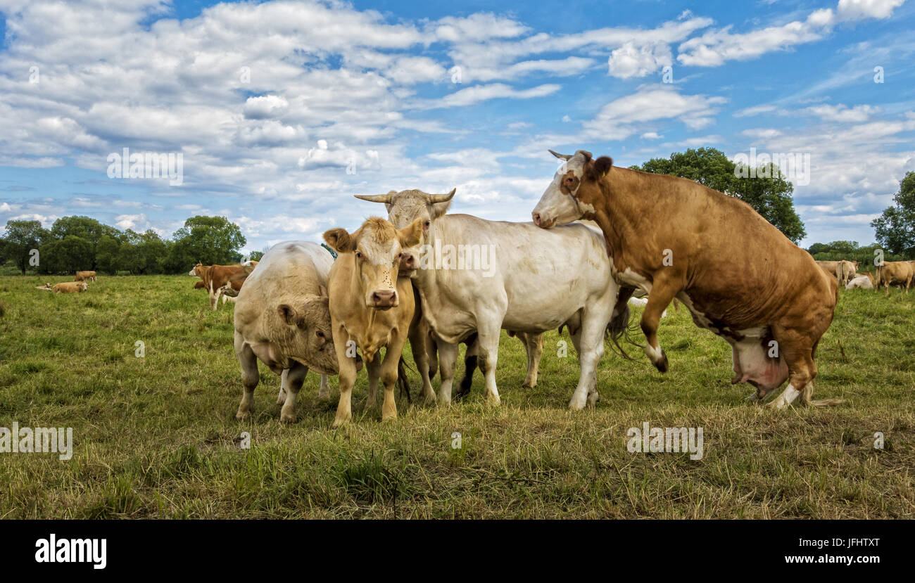 Milchkuh kalb hi-res stock photography and images - Alamy