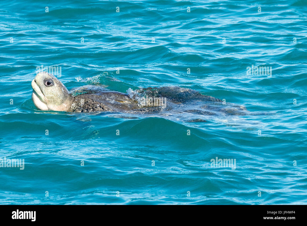 Flatback Sea Turtle (Natator depressus) surfacing in Roebuck Bay ...