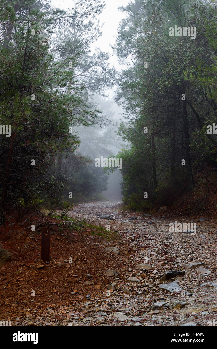 Dark woods trail hi-res stock photography and images - Alamy
