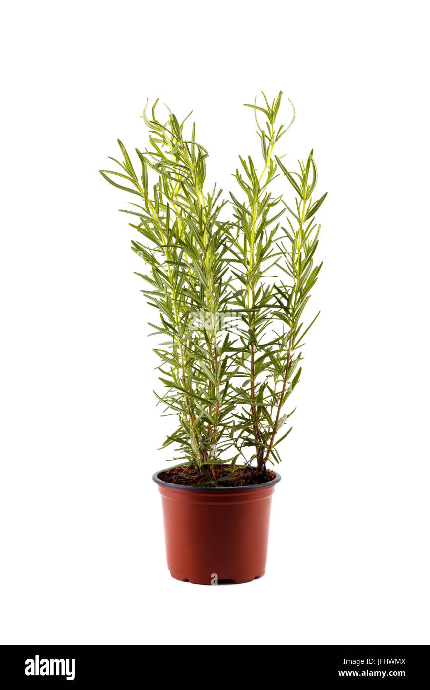 Rosemary herb in pot Cut Out Stock Images & Pictures - Alamy