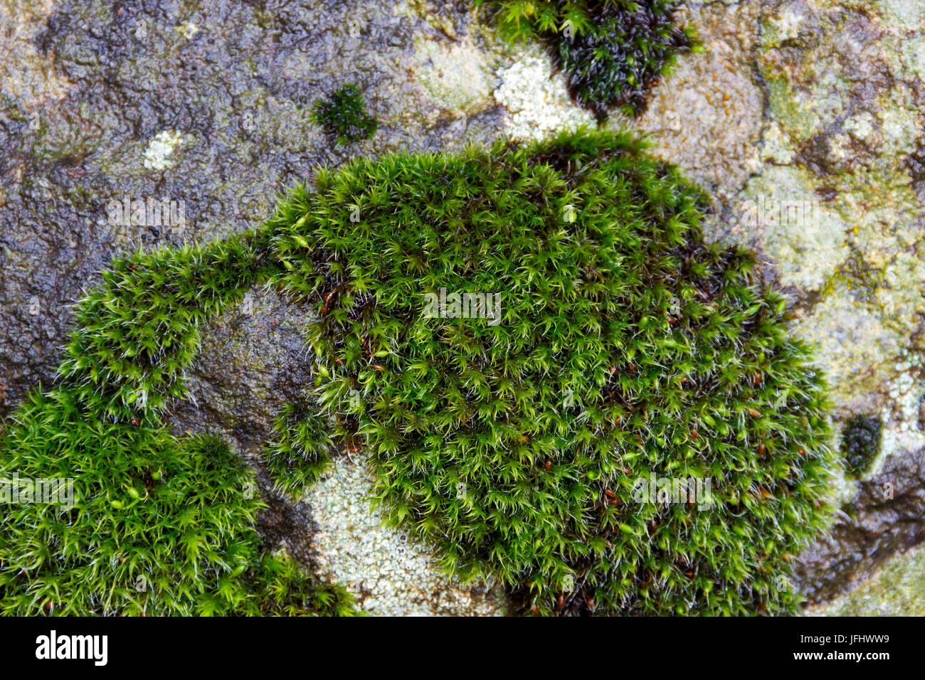 Moss in stone hi-res stock photography and images - Alamy