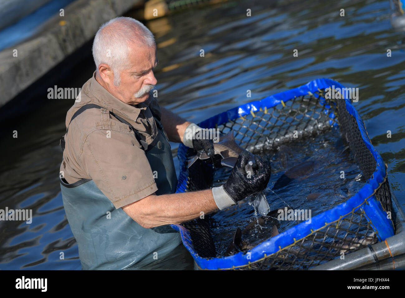 harvesting the fish Stock Photo - Alamy