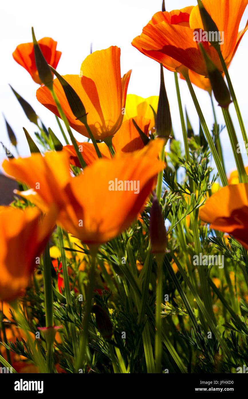 Golden poppies hi-res stock photography and images - Alamy