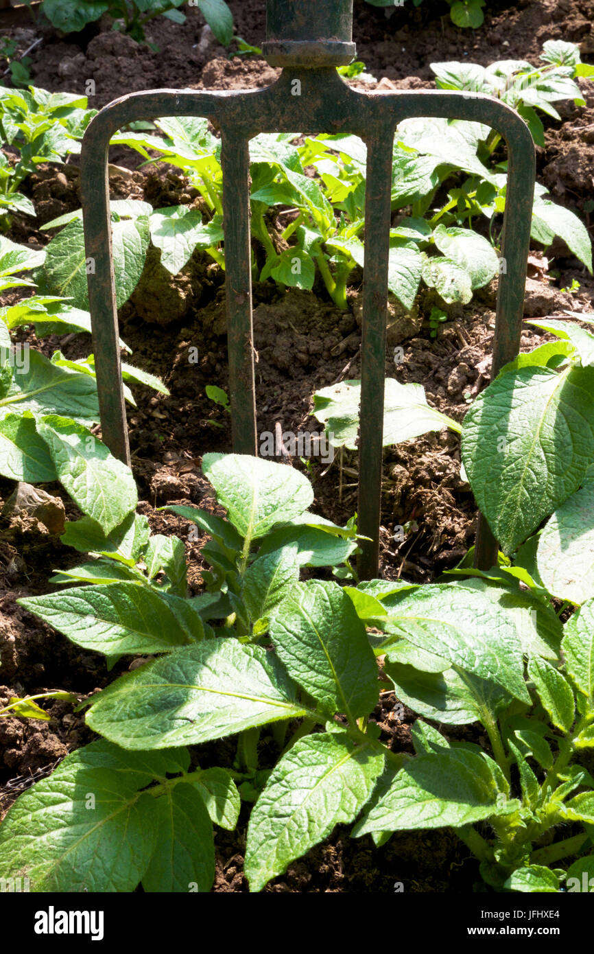 Soil patch hi-res stock photography and images - Alamy