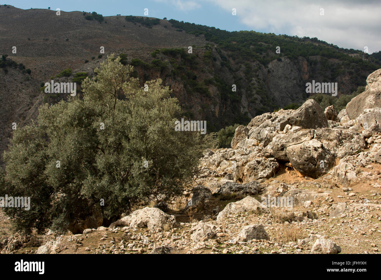 Aradena Gorge is a deep limestone canyon running from the Lefka Ori or ...