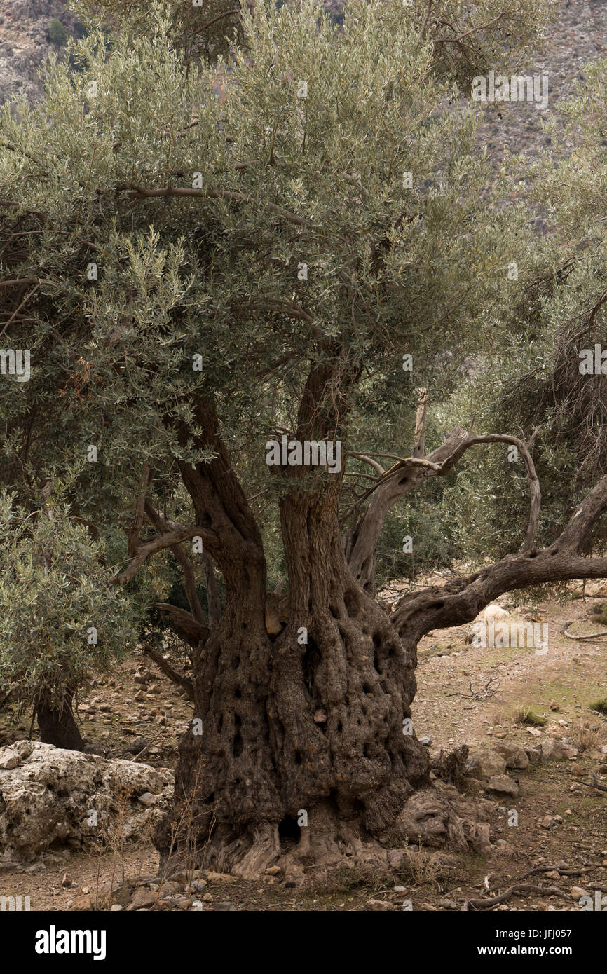 Olive trees like this near the ruins of Azogyres just above the Aradena ...
