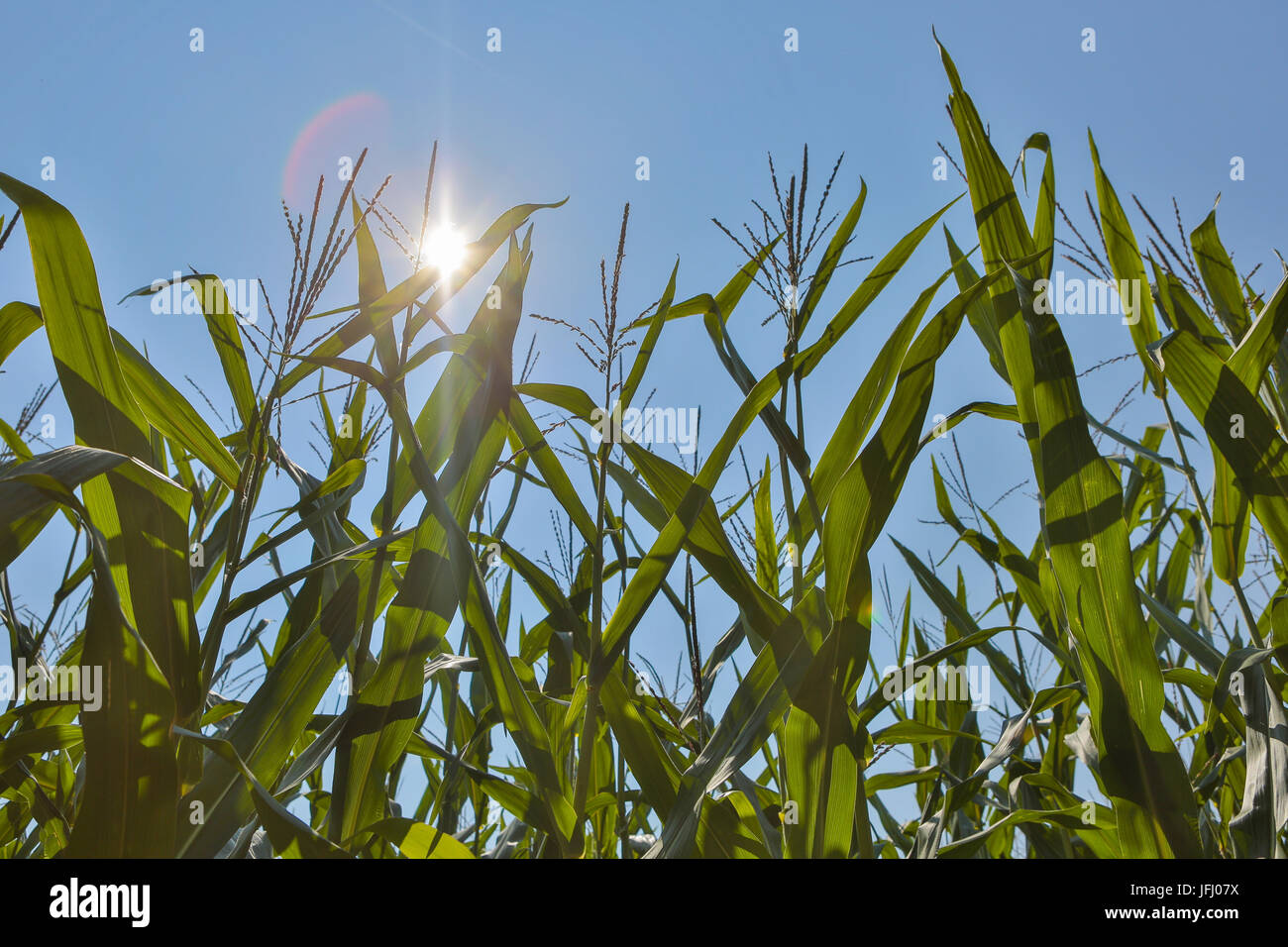 Sun pic hi-res stock photography and images - Alamy