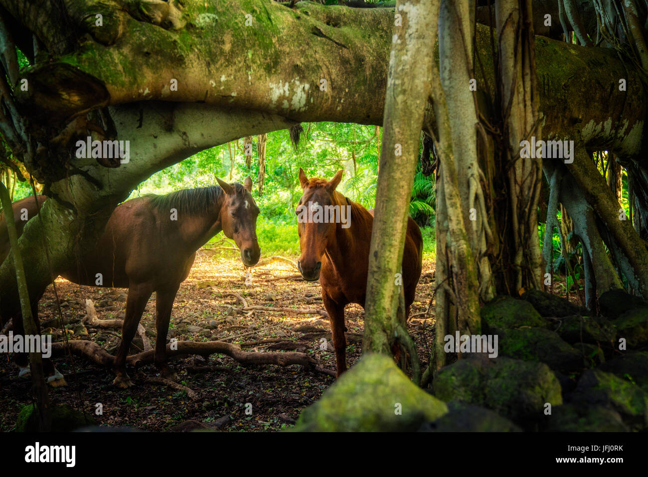 Horses under tree hi-res stock photography and images - Alamy