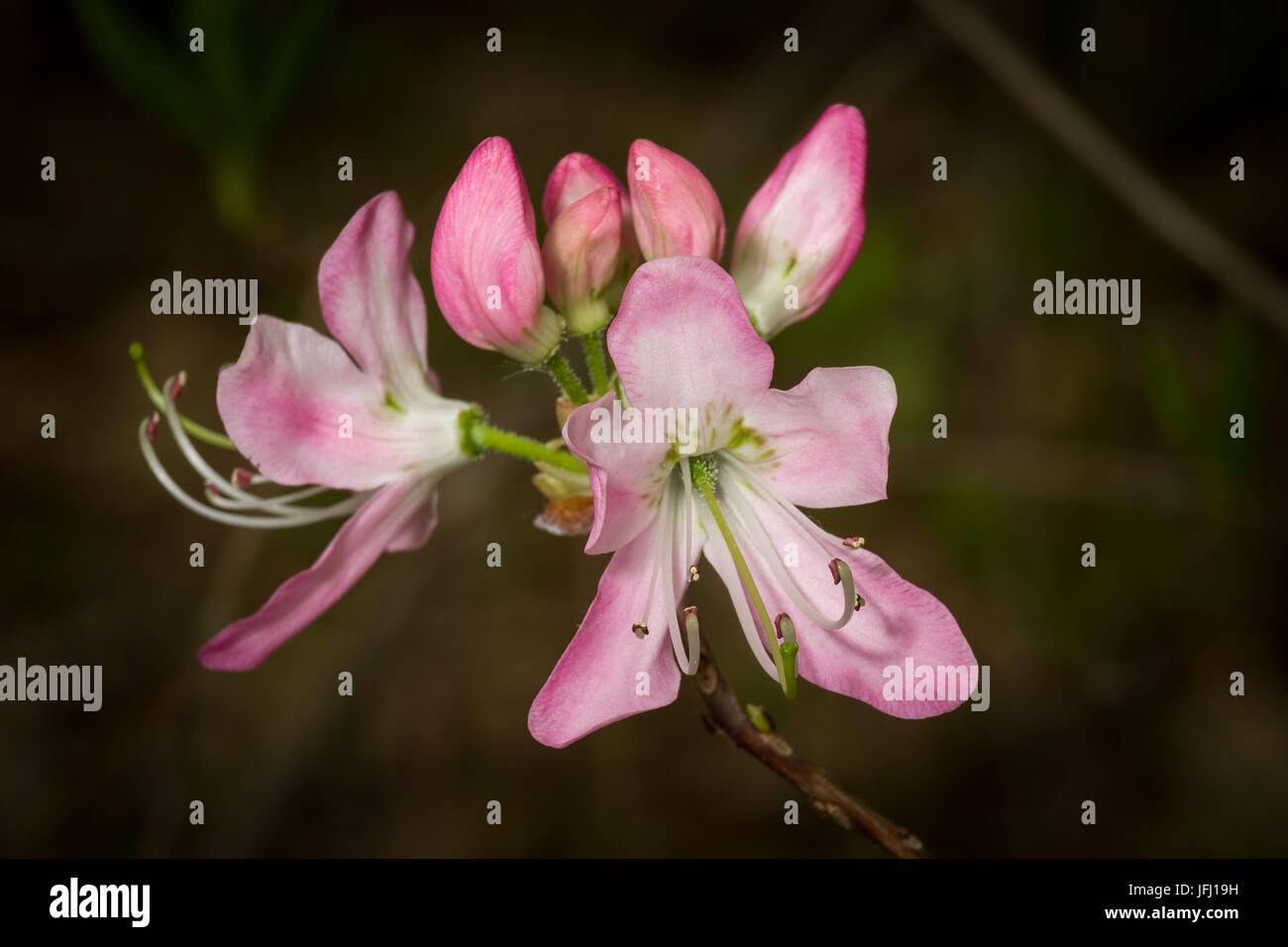 Azaleas in woods hi-res stock photography and images - Alamy