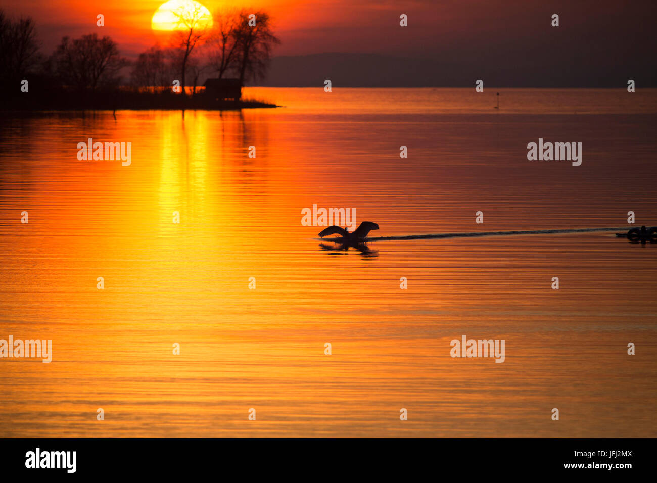 Swan by water hi-res stock photography and images - Alamy