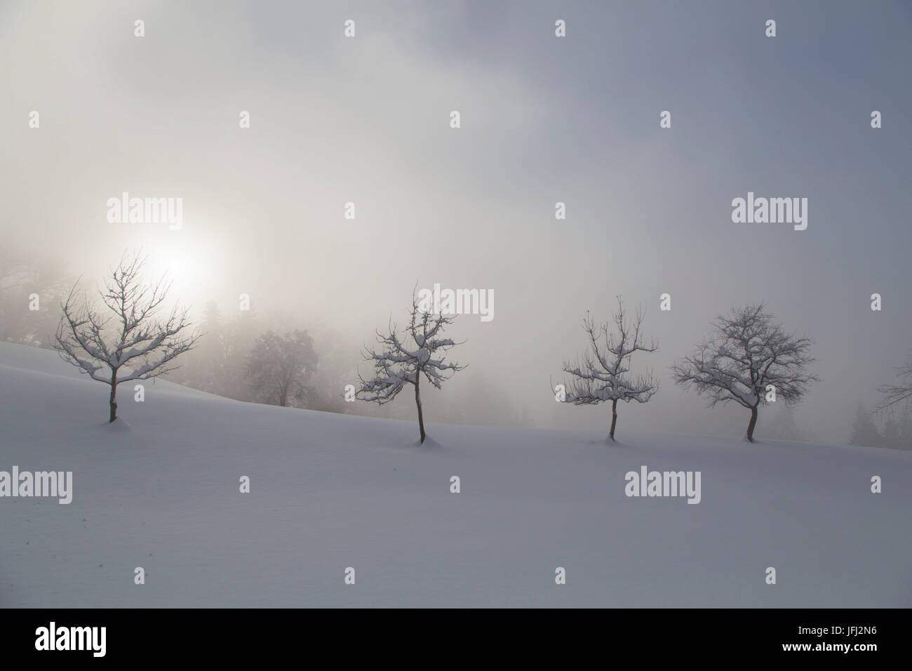 Fog covered trees in mountains hi-res stock photography and images - Alamy