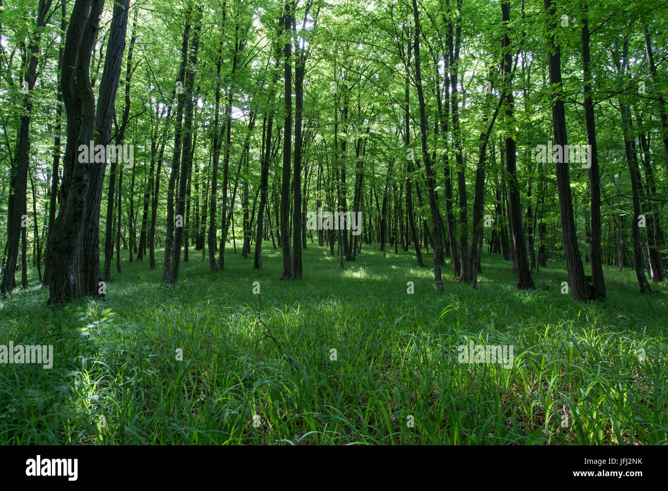 bright deciduous forest, grass Stock Photo - Alamy