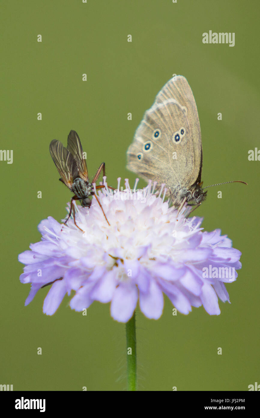 Flower with butterfly and fly Stock Photo - Alamy