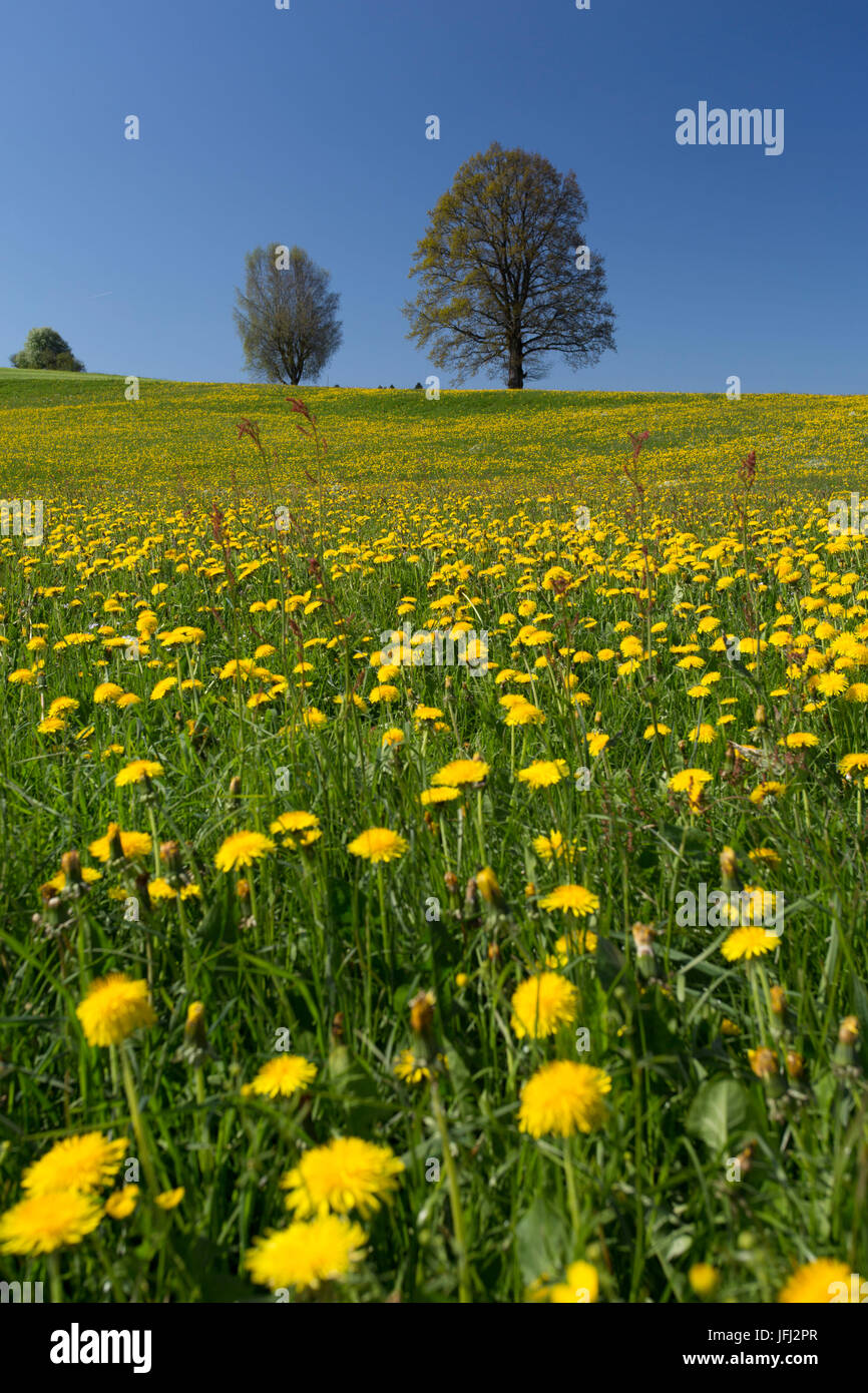 blossoming meadow, spring, tree, blue sky, dandelion Stock Photo - Alamy