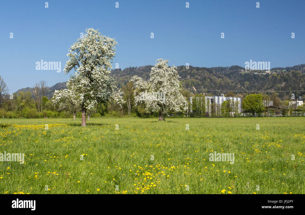 blossoming standard trees, standar, meadow, blue sky, tree Stock Photo ...