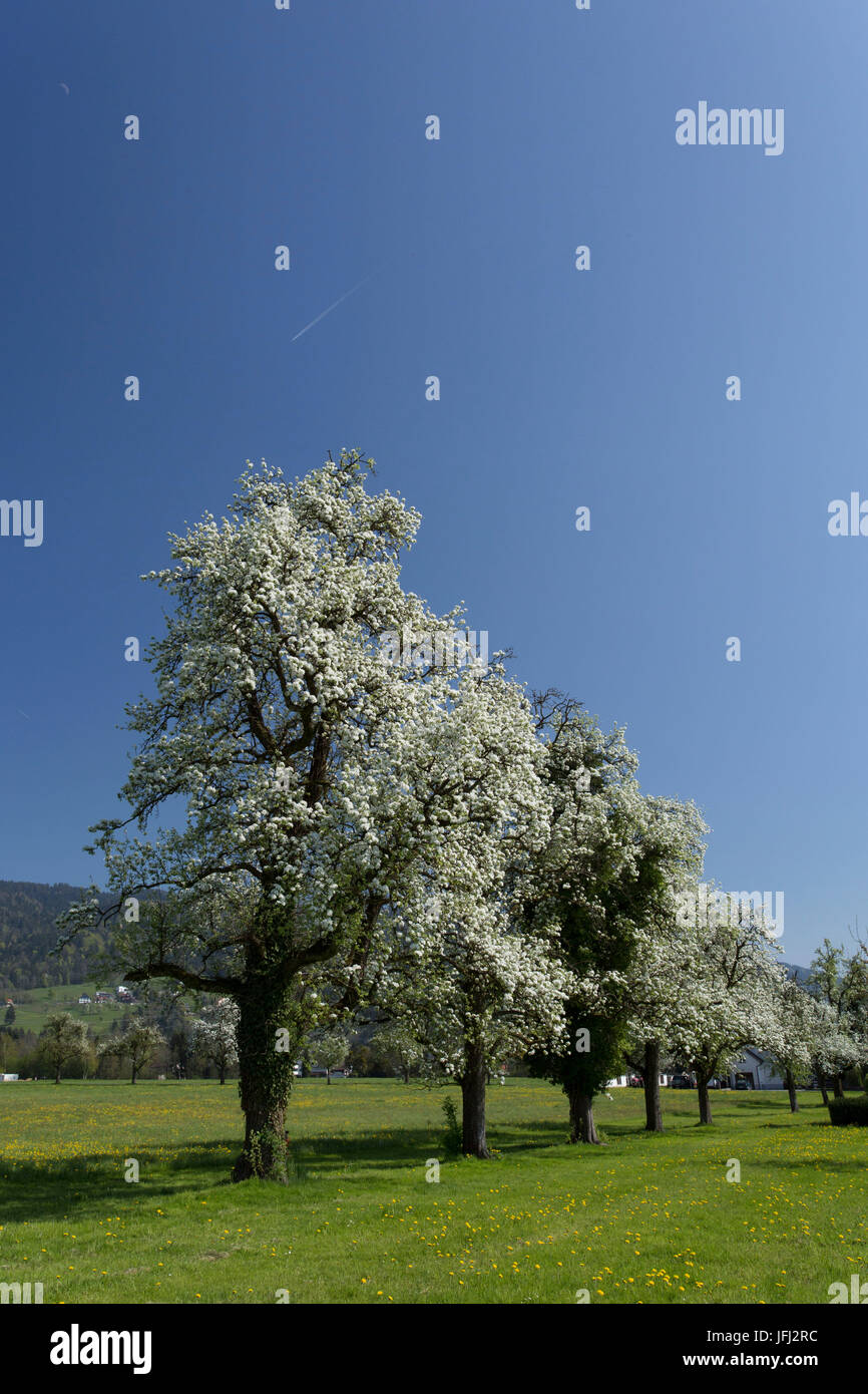 blossoming standard trees, standar, meadow, blue sky, tree Stock Photo ...