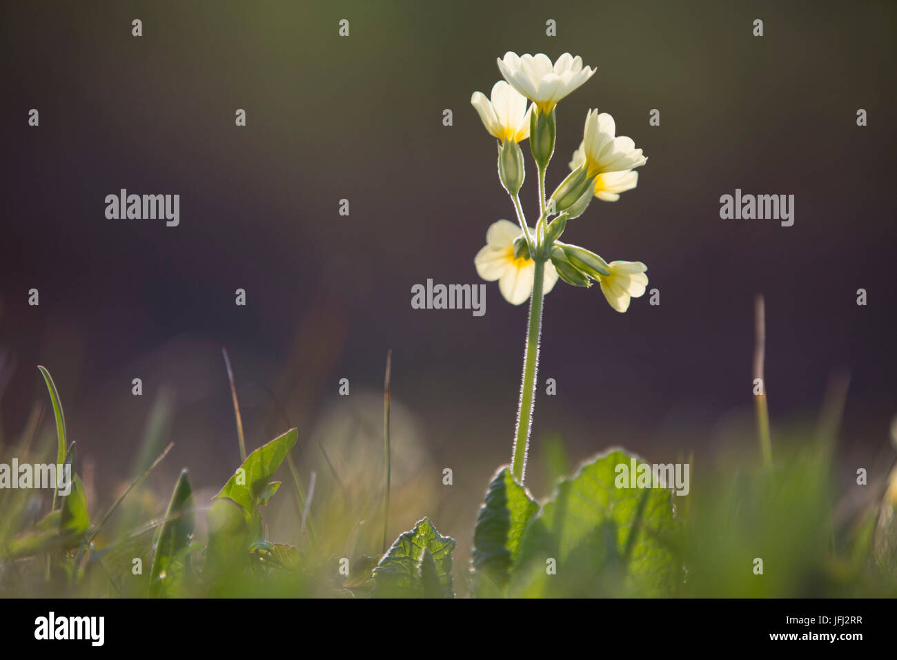 Primrose in the morning light Stock Photo - Alamy