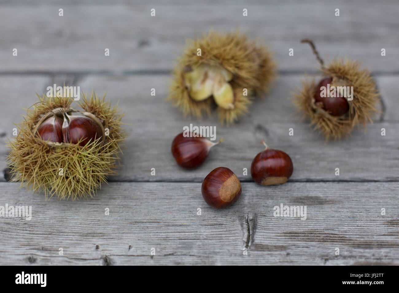 Chestnut fruit hi-res stock photography and images - Alamy