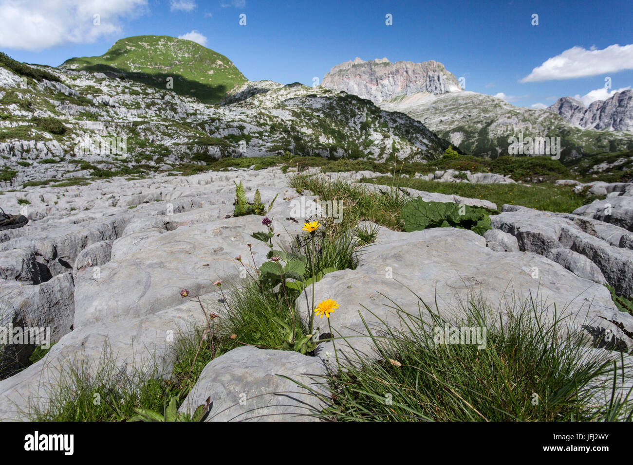 Wall crevices hi-res stock photography and images - Alamy