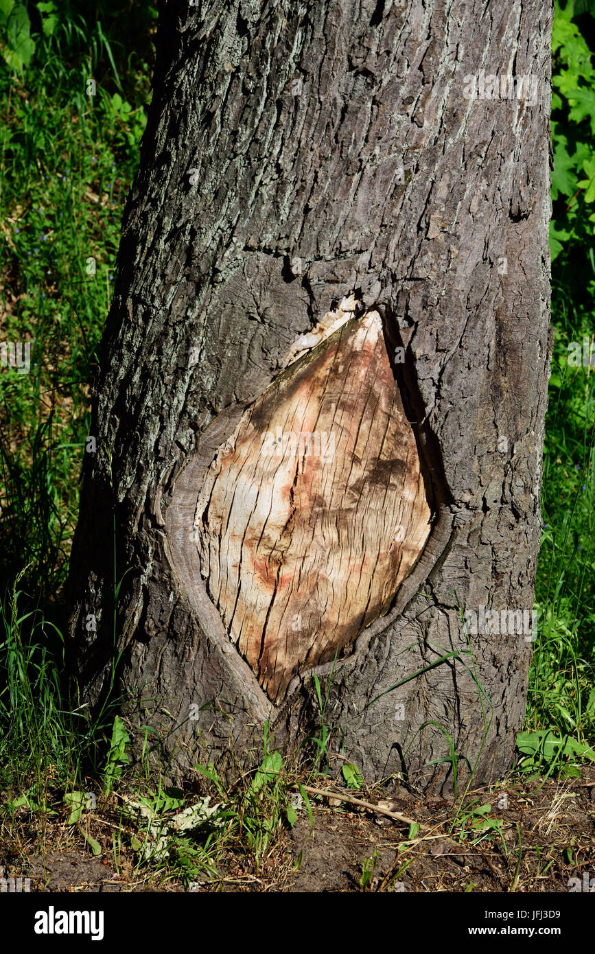 Tree damage treated hi-res stock photography and images - Alamy