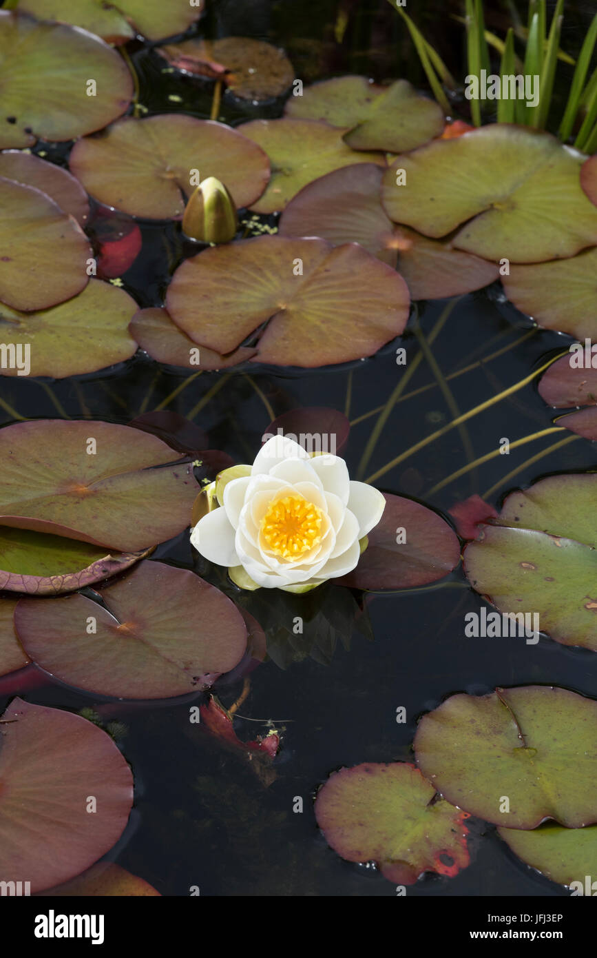 Lily pads pond flowers hi-res stock photography and images - Alamy