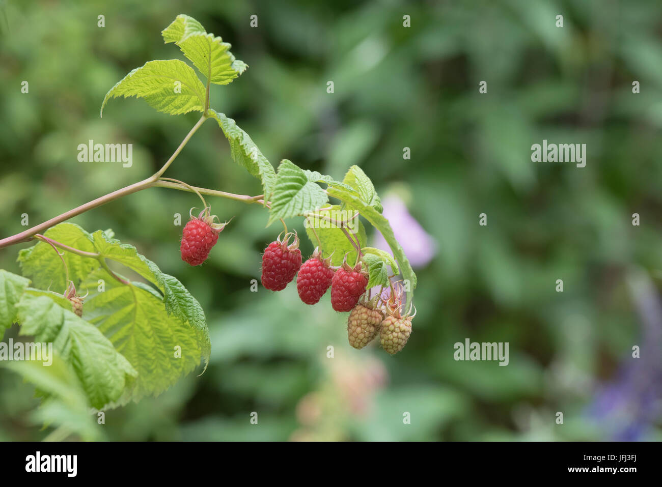 Rubis Idaeus. Raspberries on the bush in an english garden. UK Stock ...