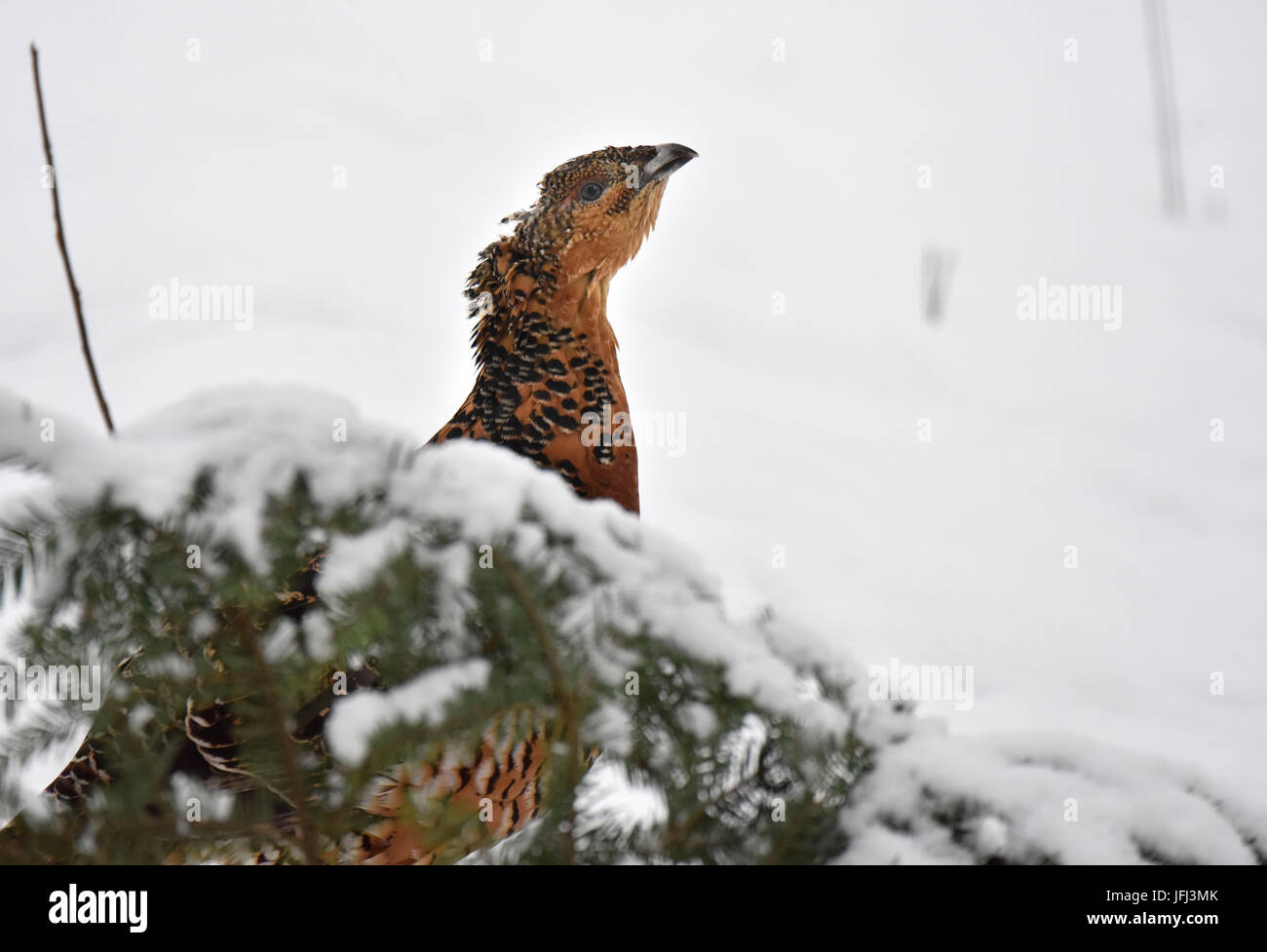 Mating season of birds hi-res stock photography and images - Alamy