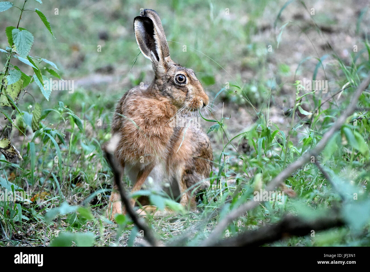 Hare, brown hare Stock Photo - Alamy