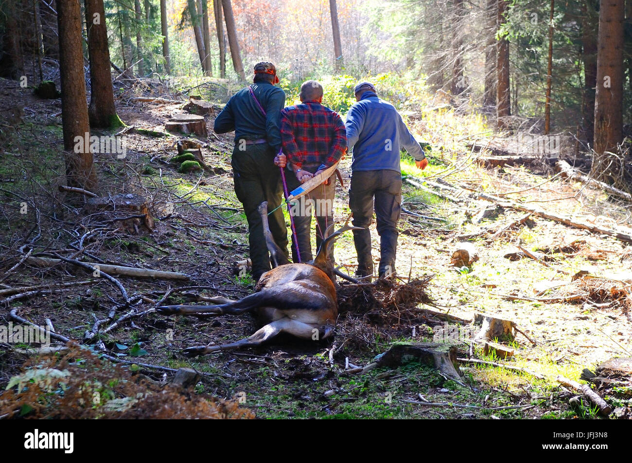 Recovery of the shot deer hi-res stock photography and images - Alamy