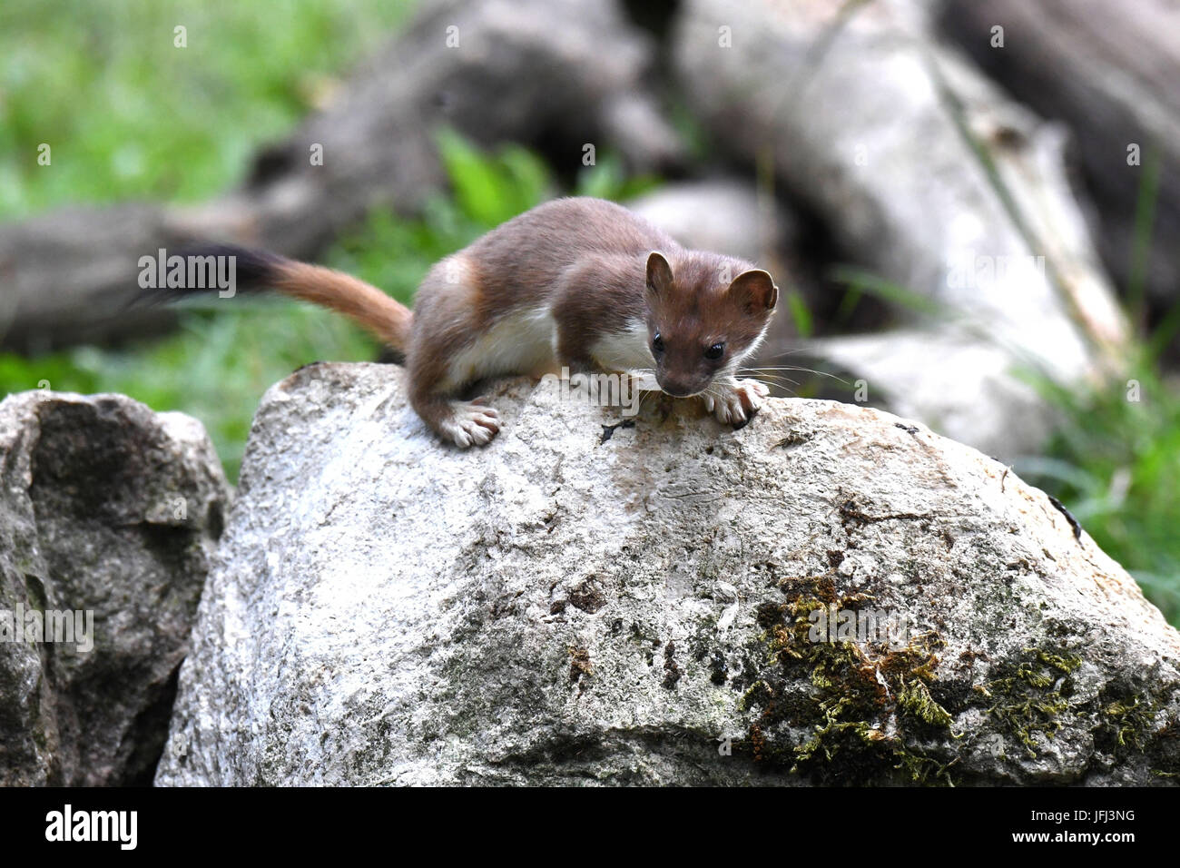 Ermine, big weasel Stock Photo - Alamy