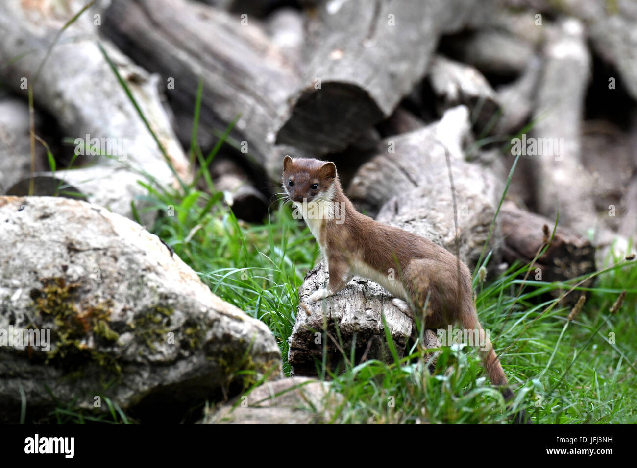 Ermine, big weasel Stock Photo - Alamy