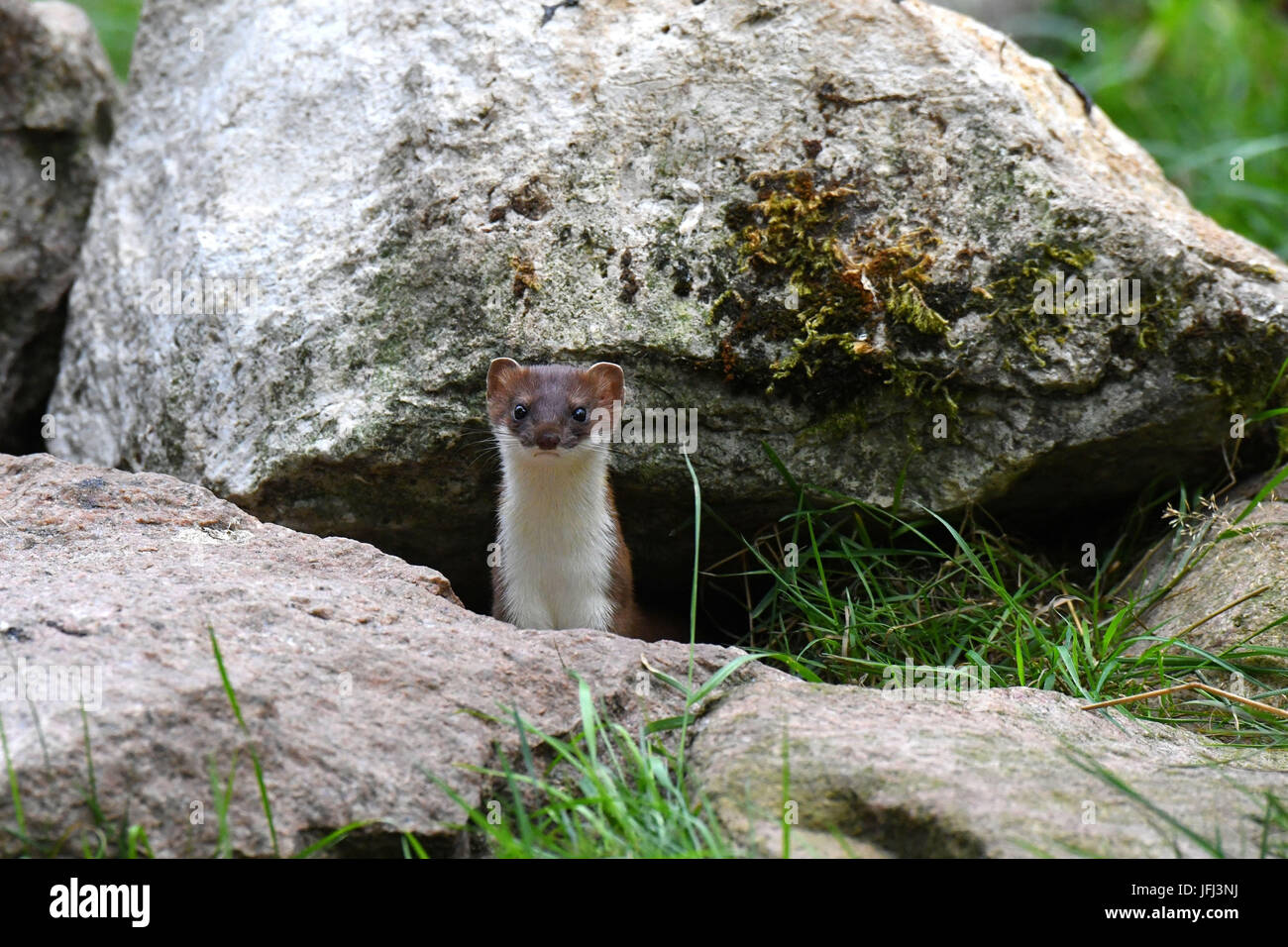 Ermine snow hi-res stock photography and images - Alamy
