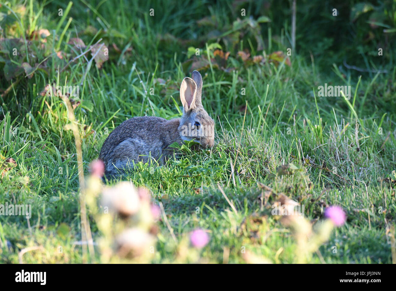 Principal form of the rabbits hi-res stock photography and images - Alamy
