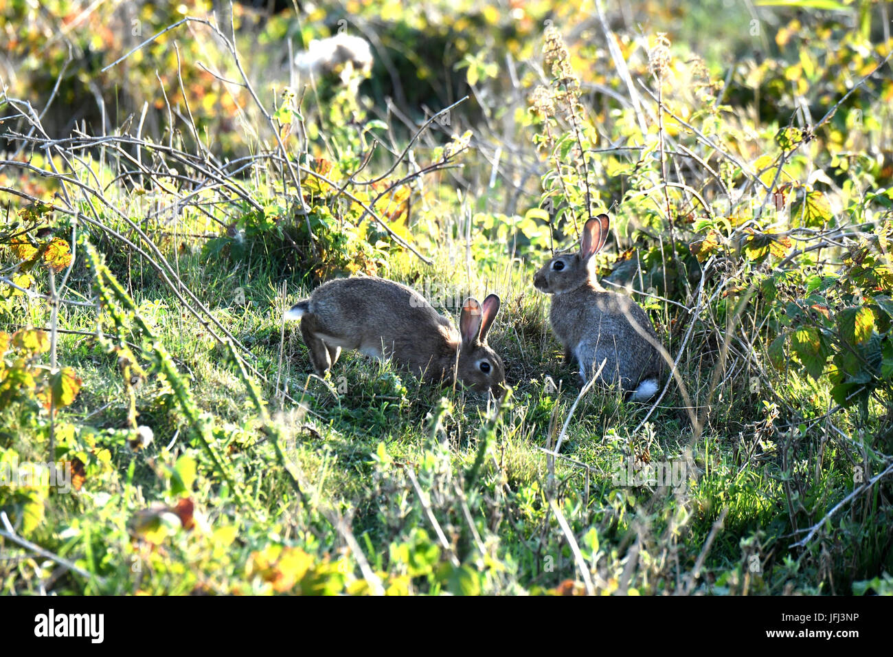 Rabbit like animals hi-res stock photography and images - Alamy