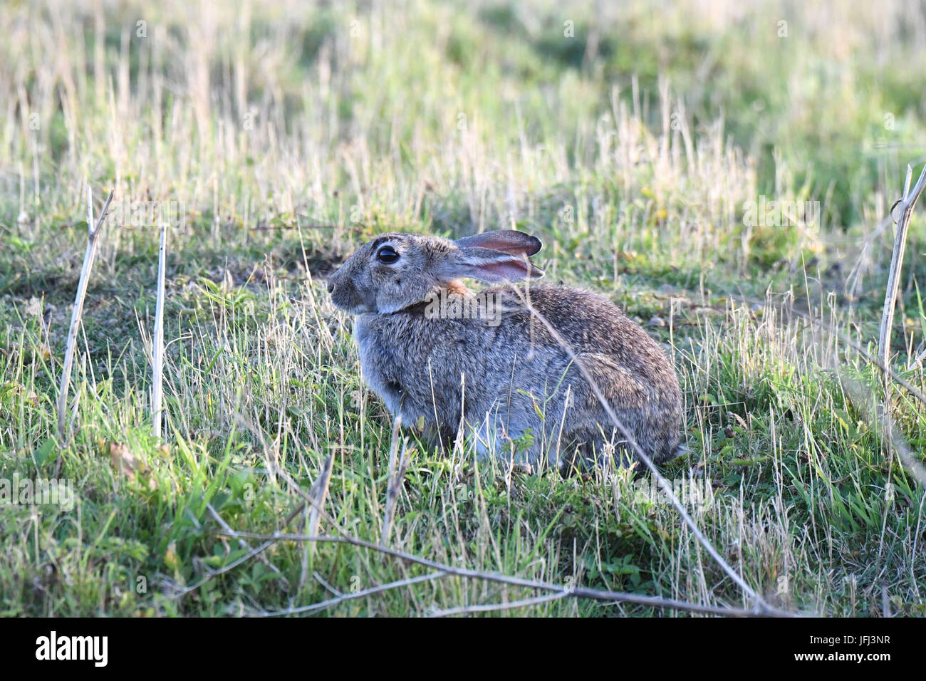 Principal form of the rabbits hi-res stock photography and images - Alamy