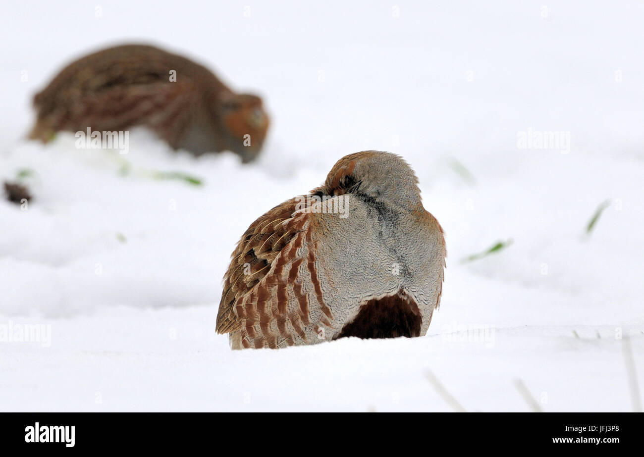 Partridges hi-res stock photography and images - Alamy