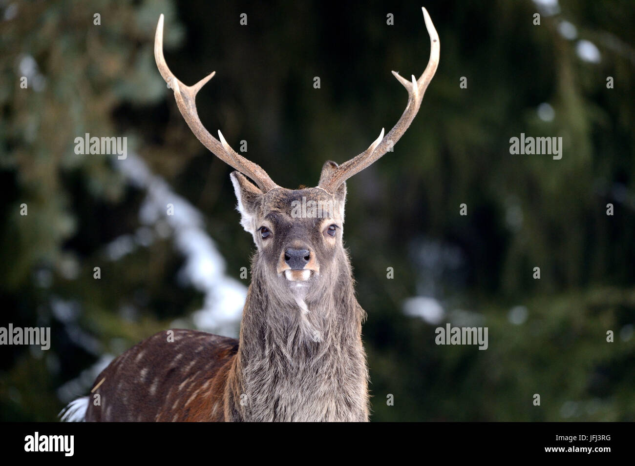 sika deer, sika deer Stock Photo - Alamy