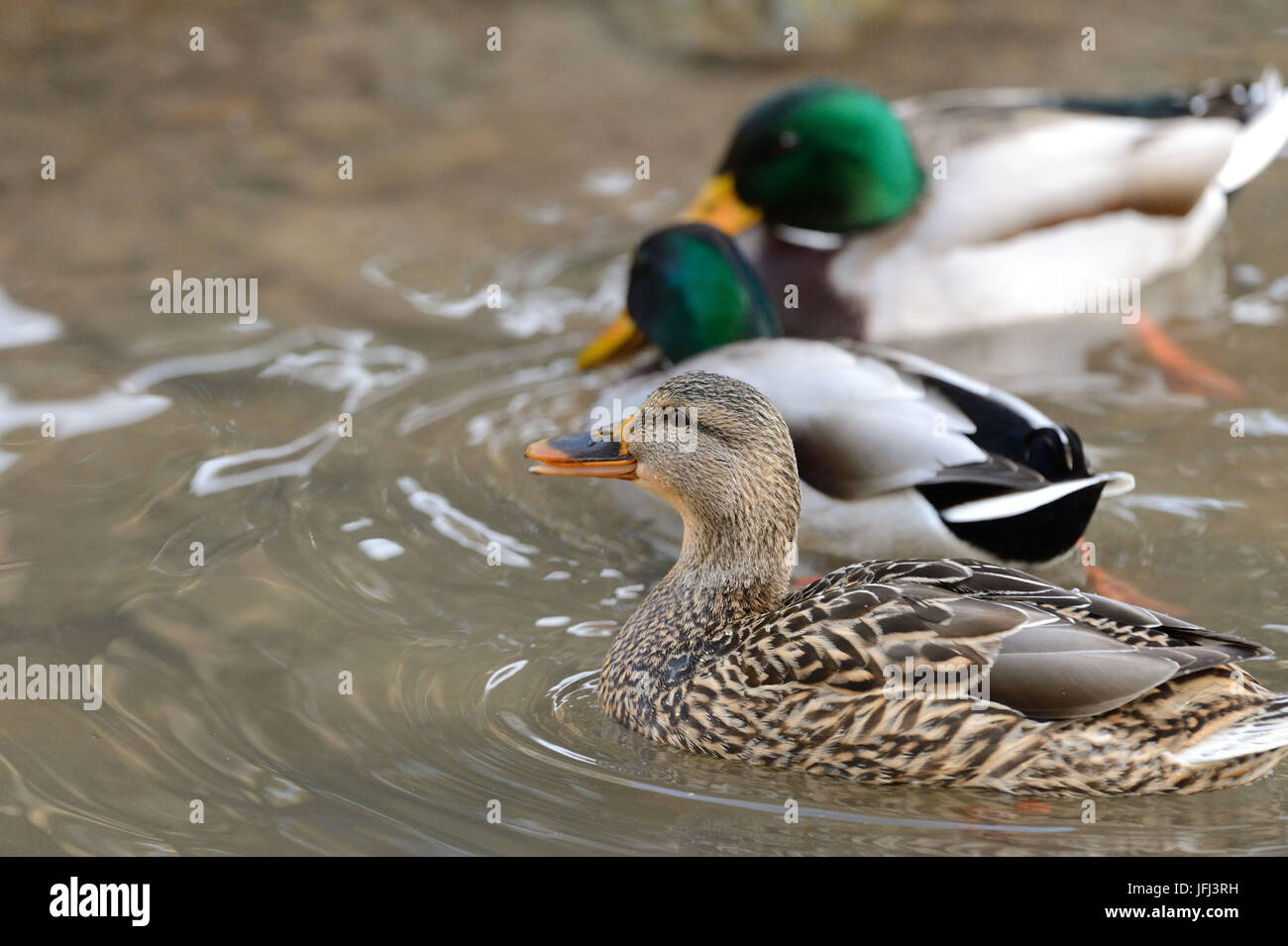 Mating season of mallards hi-res stock photography and images - Alamy