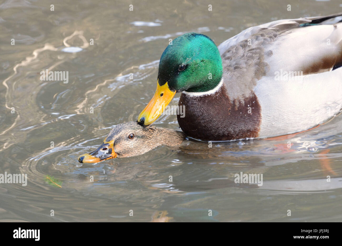 Mating season of the mallards hi-res stock photography and images - Alamy