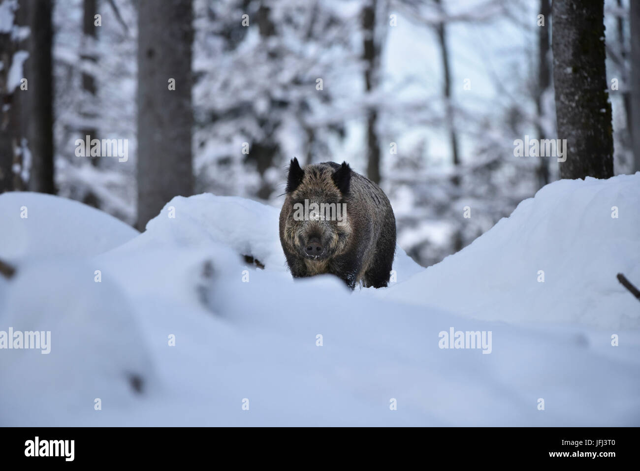 Wild boar in winter Stock Photo - Alamy