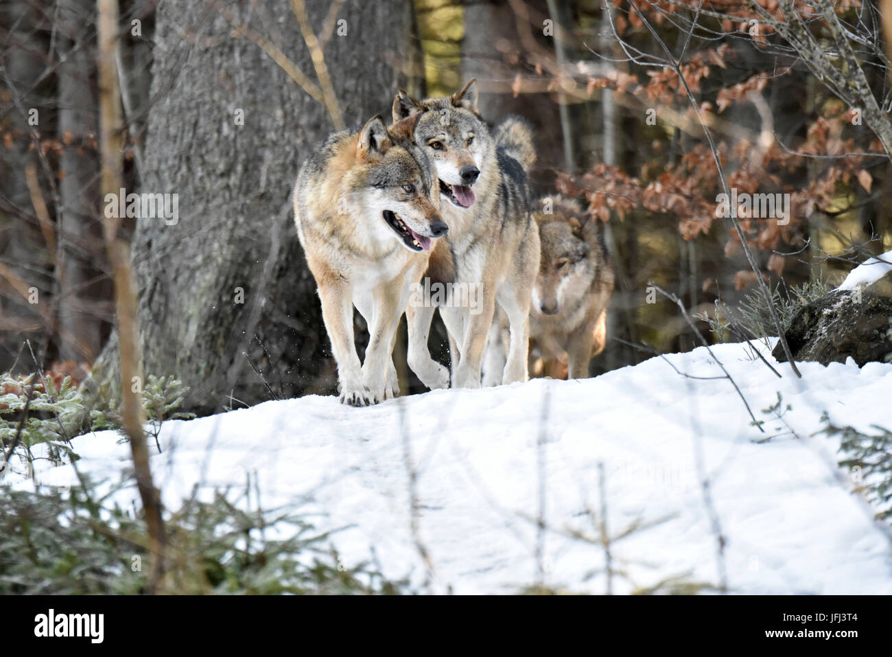 Wolves in winter Stock Photo - Alamy