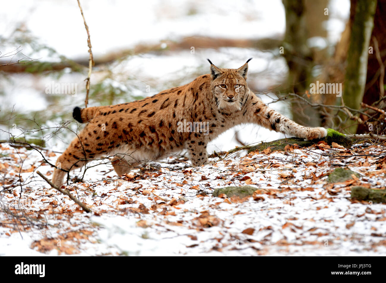 Great lynx hi-res stock photography and images - Alamy