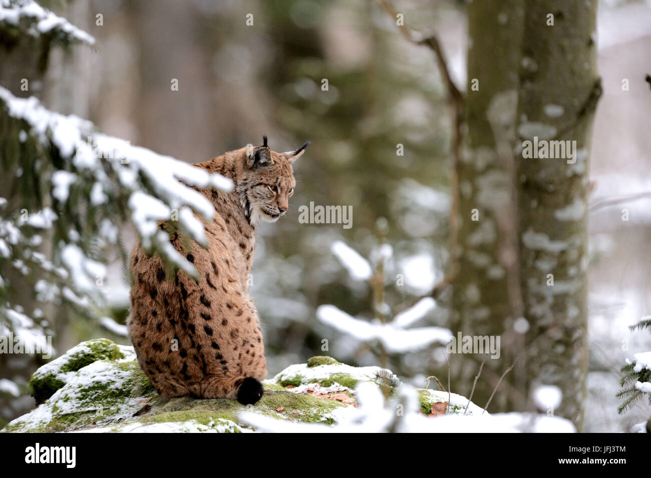 Great lynx hi-res stock photography and images - Alamy