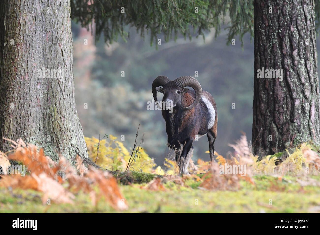 Mufflonwidder hi-res stock photography and images - Alamy