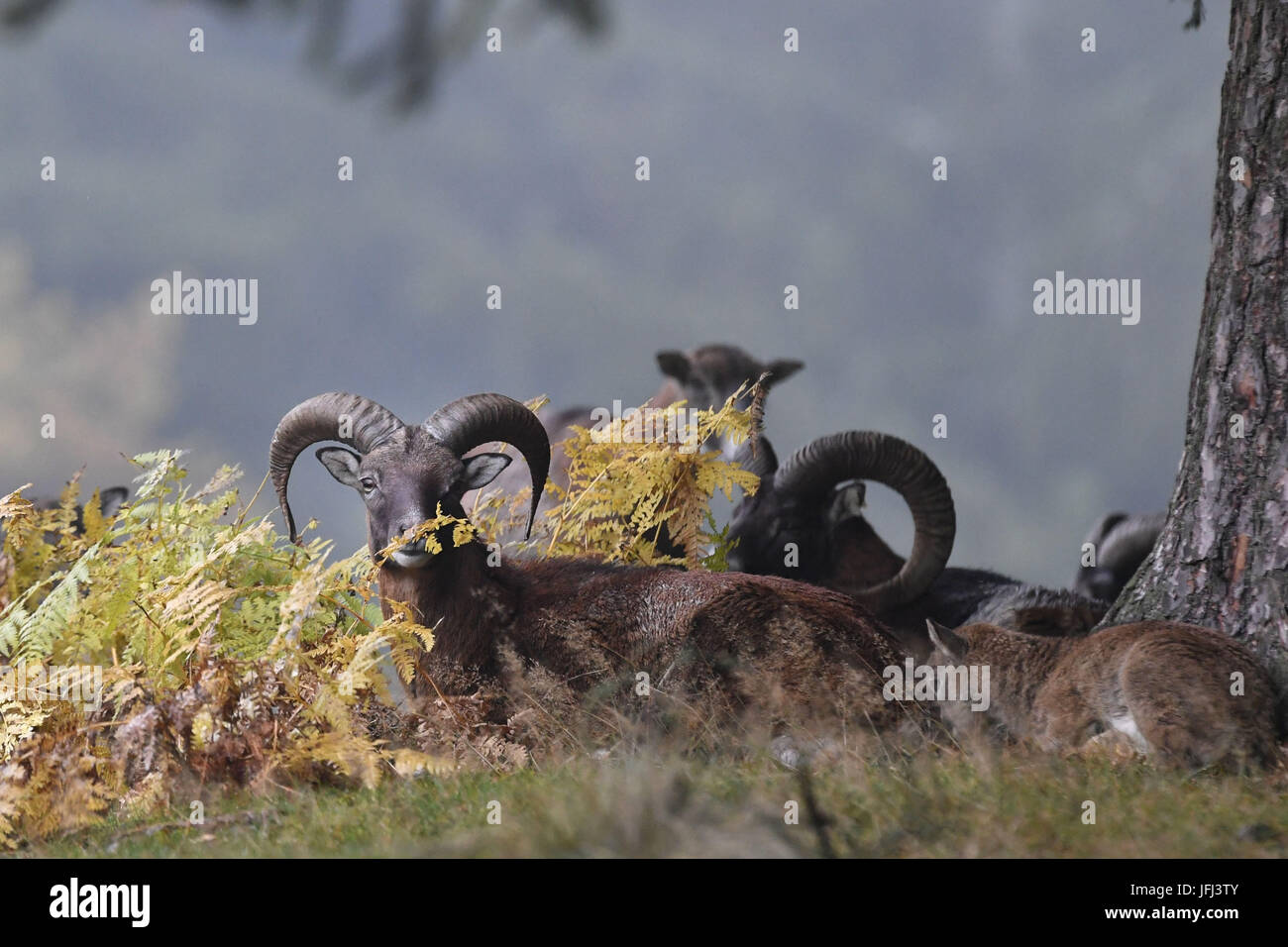 Mufflonwidder hi-res stock photography and images - Alamy