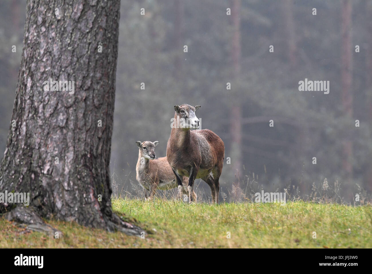 Mufflons in the rutting season hi-res stock photography and images - Alamy
