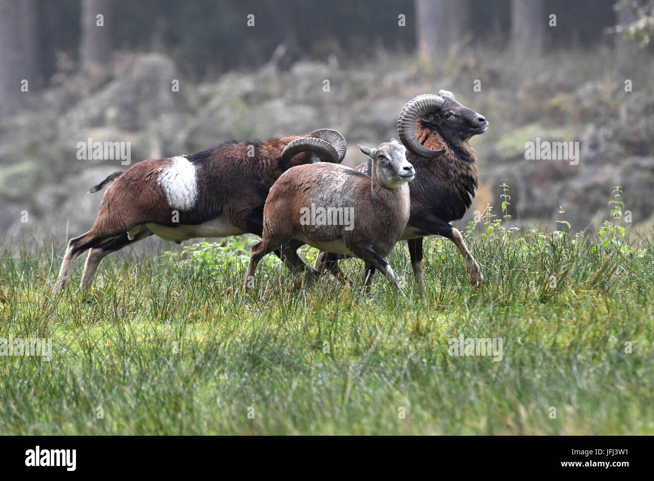 Mufflonwidder hi-res stock photography and images - Alamy